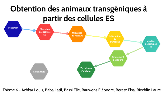 Obtention des animaux transgéniques à partir des cellules ES by ...