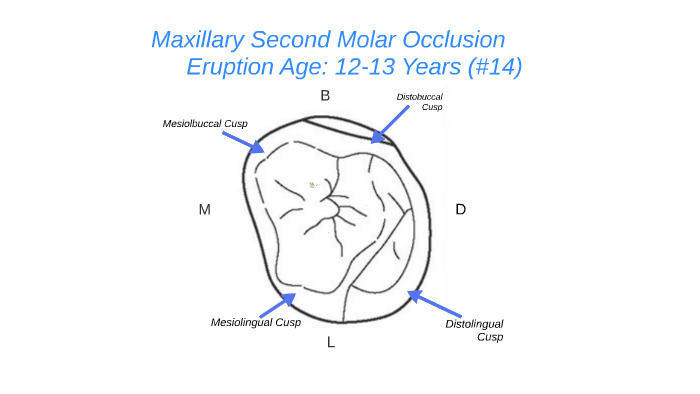Maxillary Second Molar Occlusion by Becca Thelen on Prezi