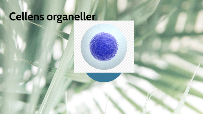 Cellens organeller by sofia zittra on Prezi