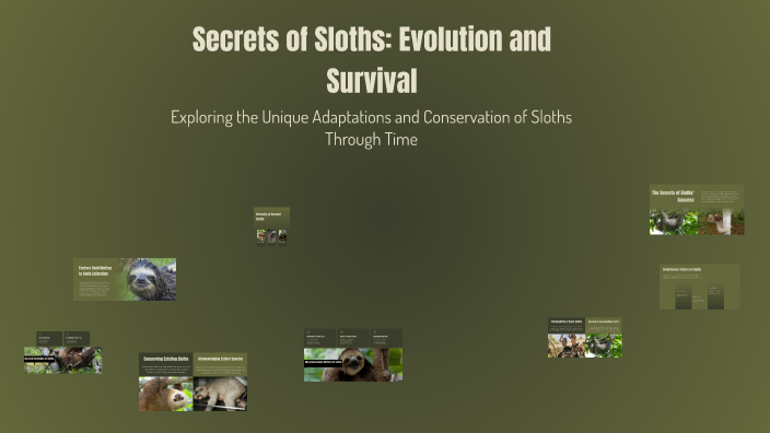Secrets of Sloths: Evolution and Survival by Remy Remw on Prezi