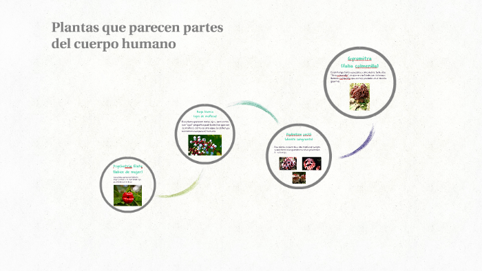 Plantas que parecen partes del cuerpo humano by Laura León on Prezi