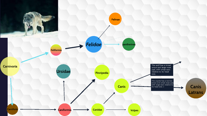Evolution of a Wolf by Aiden McGlothlin on Prezi