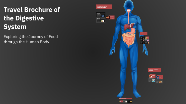 Travel Brochure of the Digestive System by Marshall Green on Prezi