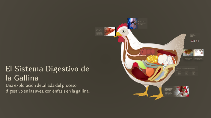 El Sistema Digestivo de la Gallina by samuel esteban on Prezi