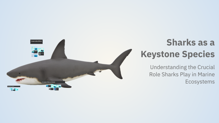 Sharks as a Keystone Species by Maria Kornienko on Prezi