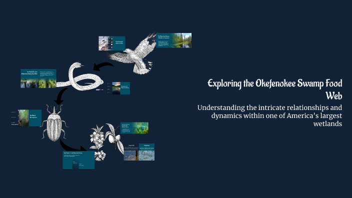 Exploring the Okefenokee Swamp Food Web by Anneice Speer on Prezi
