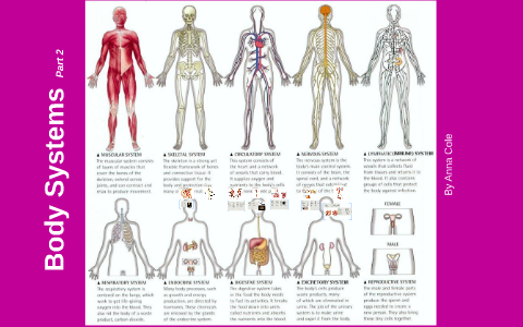 Body Systems Part 2 by Anna Cole on Prezi