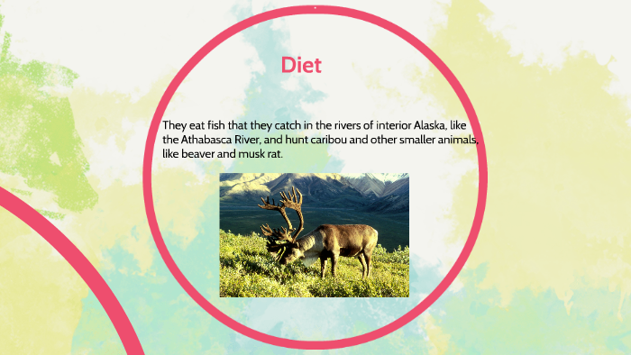 Athabascan Indians by on Prezi