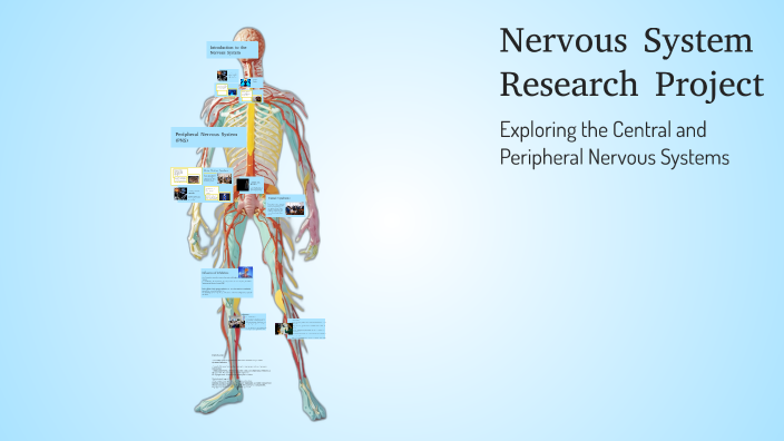 Nervous System Research Project by Joshua Mugabi on Prezi