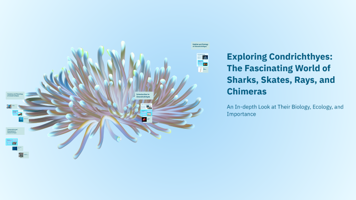 Exploring Condrichthyes: The Fascinating World of Sharks, Skates, Rays ...