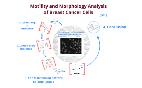 Motility and Morphology Analysis of Breast Cancer cells by yang zhang ...