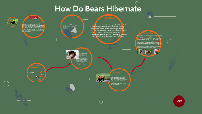 How Do Bears Hibernate by david reid on Prezi