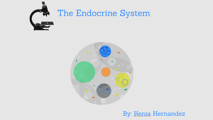 Edocrine System by Eliz Hernandez on Prezi