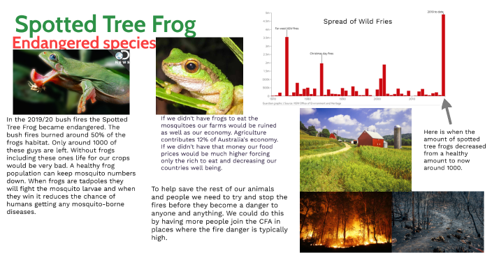 SPOTTED TREE FROG by Jet Chandler on Prezi