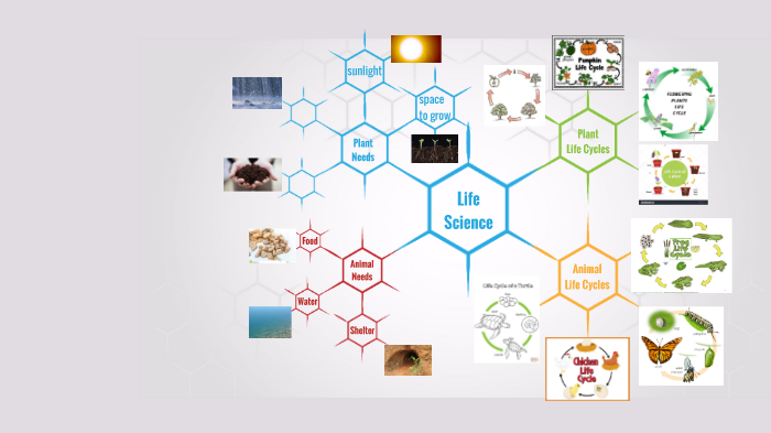 Life Science--Plants and Animals for Kindergarten by Amanda Greficz on ...