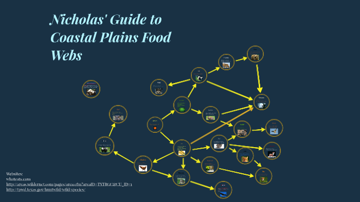 Coastal Prairie Food Chain