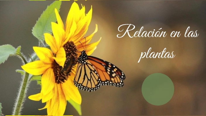 Relación en las plantas by Lesly Matos on Prezi