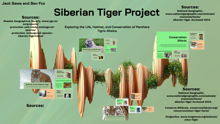 Siberian Tiger Project by Jack Bawa on Prezi