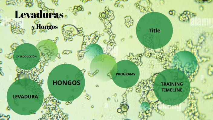 LEVADURAS Y HONGOS by SAHARAI MEZA RENTERIA on Prezi