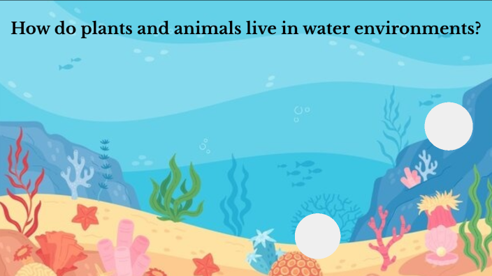 How do plants and animals live in water environments? by Alaa Qadry on ...