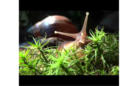 Clinical Effectiveness of Snail Slime as Topical Anesthetic by Madeline ...