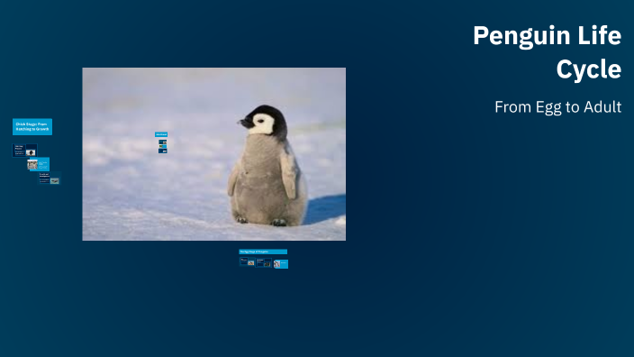 Penguin Life Cycle by Caleb Bean on Prezi