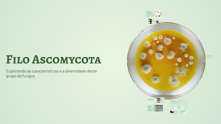 Filo Ascomycota by Samuel Becker pobenga on Prezi