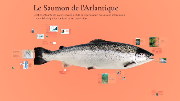 Le Saumon de l'Atlantique by Jean-Alexandre Lussier Maclean on Prezi