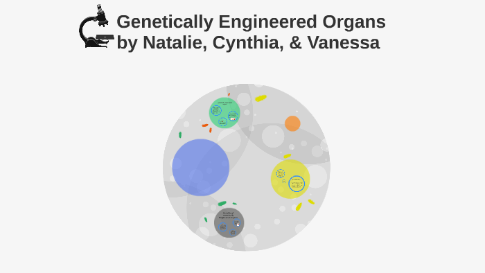 genetically engineered organs by cynthia botello