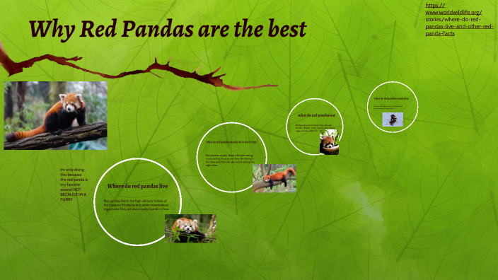 Why Red Pandas the best by Channing Johnson on Prezi