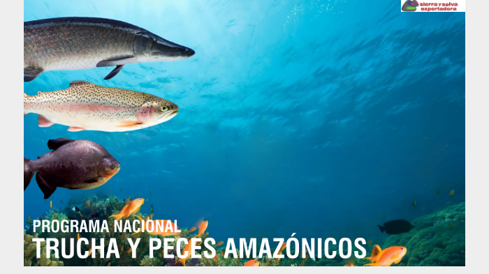 PN trucha y peces Amazónicos by jose chiu on Prezi