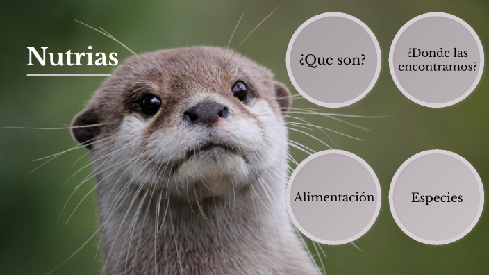 Nutrias by Uriel Cuello on Prezi