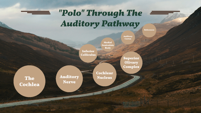 Auditory Pathway Mind Map by Angela Monfiletto on Prezi