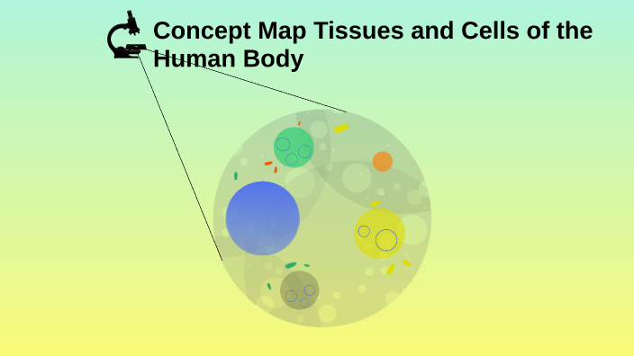 Concept Map Tissues and Cells of the Human Body by Thea Quiroz on Prezi