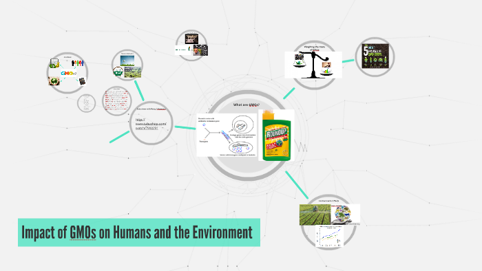 Impact of GMOs on Humans and the Environment by Tanay B