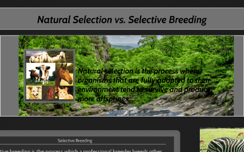 Natural selection vs. Selective breeding by malak abdelkhaleq on Prezi