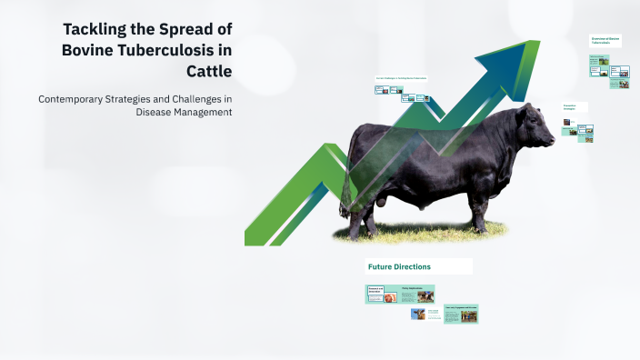 Tackling the Spread of Bovine Tuberculosis in Cattle by Olivia Bromage ...