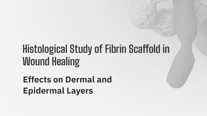 Histological Study of Fibrin Scaffold in Wound Healing by Kaveh Hatami ...