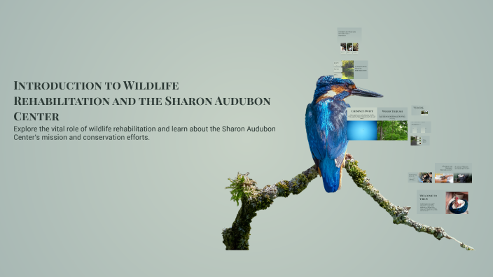Introduction to Wildlife Rehabilitation and the Sharon Audubon Center ...
