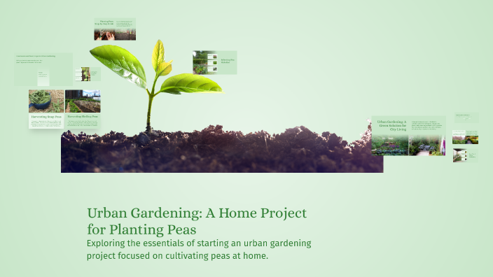 Urban Gardening: A Home Project for Planting Peas by Jeppe Bech on Prezi