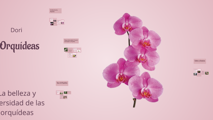 Orquídeas by Doris Rodríguez on Prezi