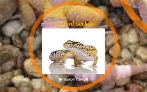 Leopard Geckos by Joseph Stumpfl