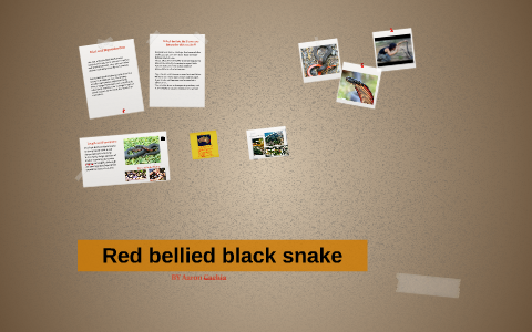 Red bellied black snake by Aaron Cachia on Prezi