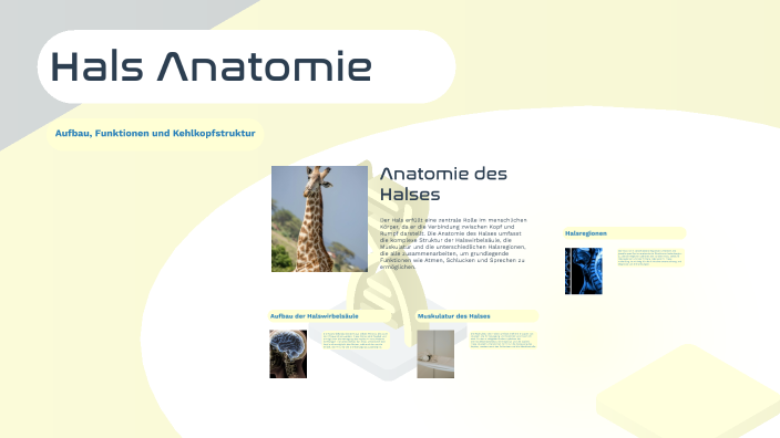 Hals Anatomie by Enes Celik on Prezi