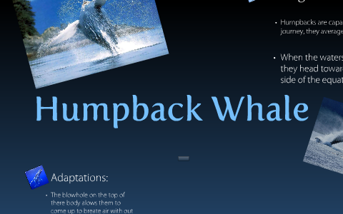 Humpback Whale Migration by Brittney Munro on Prezi