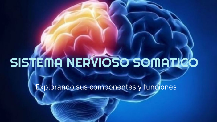 SISTEMA NERVIOSO SOMATICO by Gaby Baldeon on Prezi
