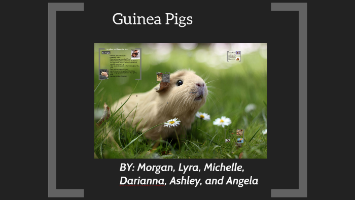 Guinea pig presentation by Michelle Penwell on Prezi