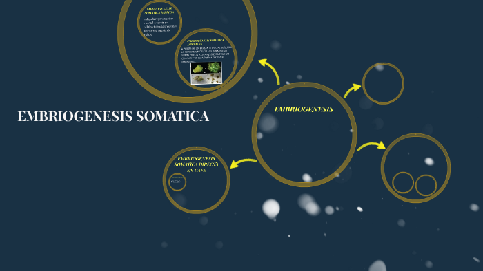 EMBRIOGENESIS SOMATICA by ronaldo hurtado on Prezi