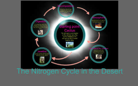 The Nitrogen Cycle in the Desert by Alivia Payne on Prezi