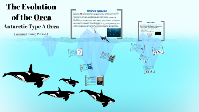 evolution of the orca by lori chang